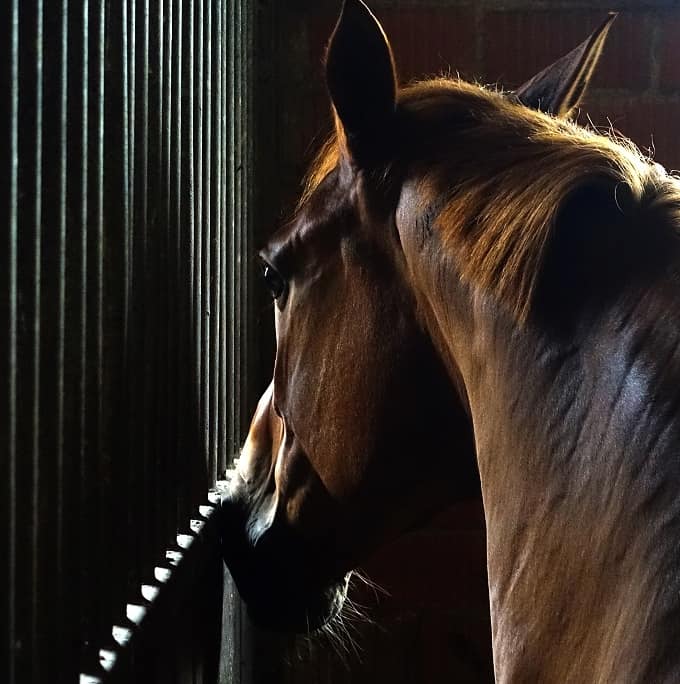 Reiners Discuss The Drug Pandemic At Shows - Reining Trainers Enigma